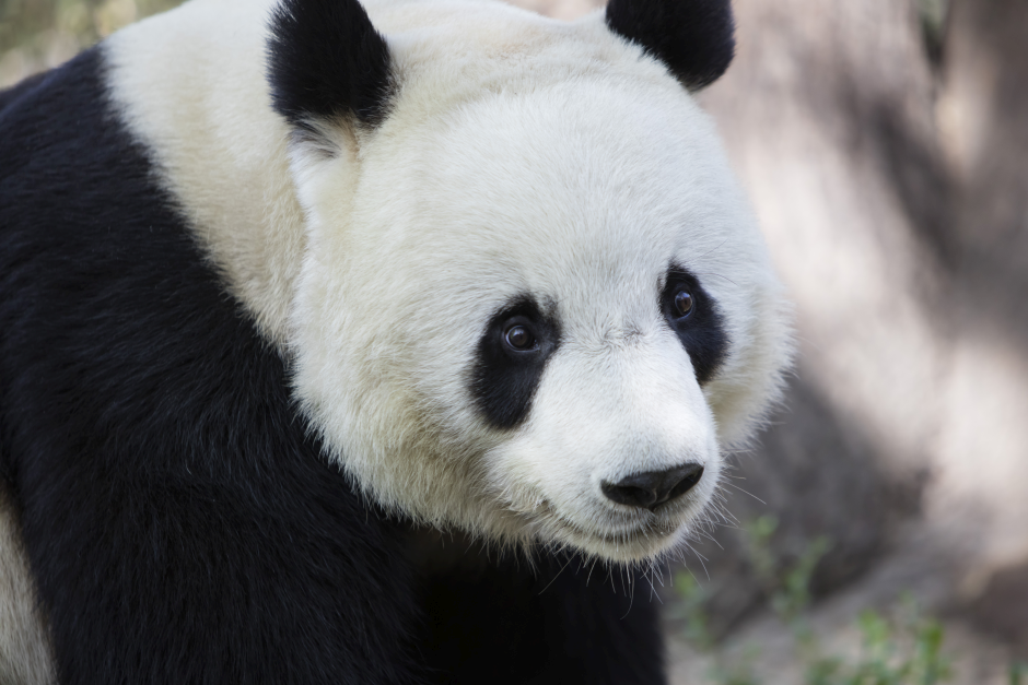 Puszcza Karpacka | WWF Polska