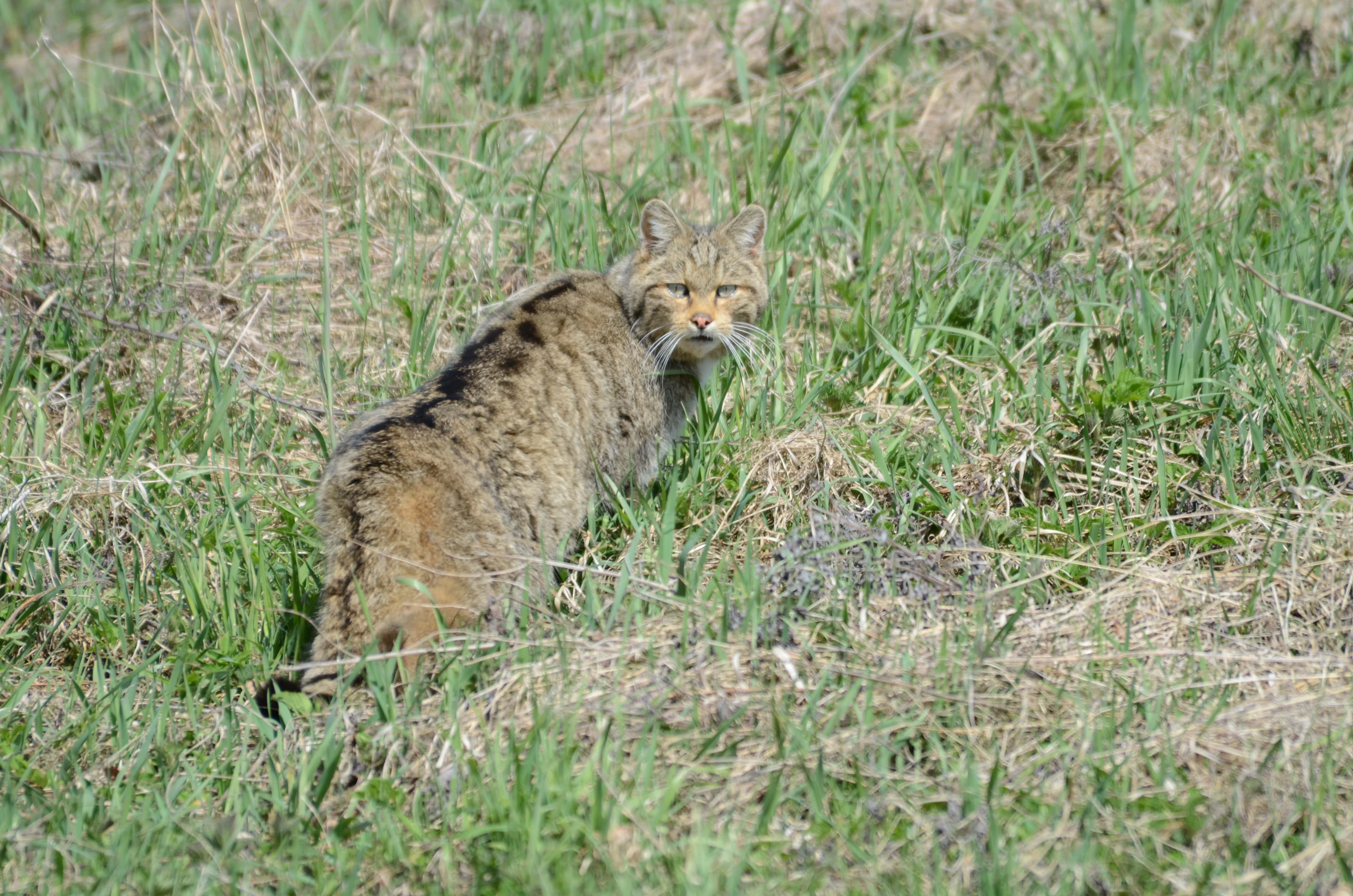 Żbik – tajemniczy dziki kot | WWF Polska
