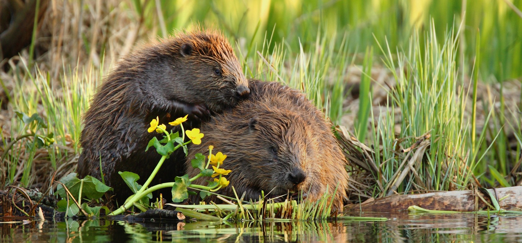 O bobrze mówmy dobrze! | WWF Polska