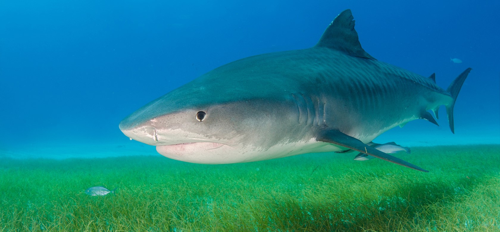 Rekiny i płaszczki | WWF Polska