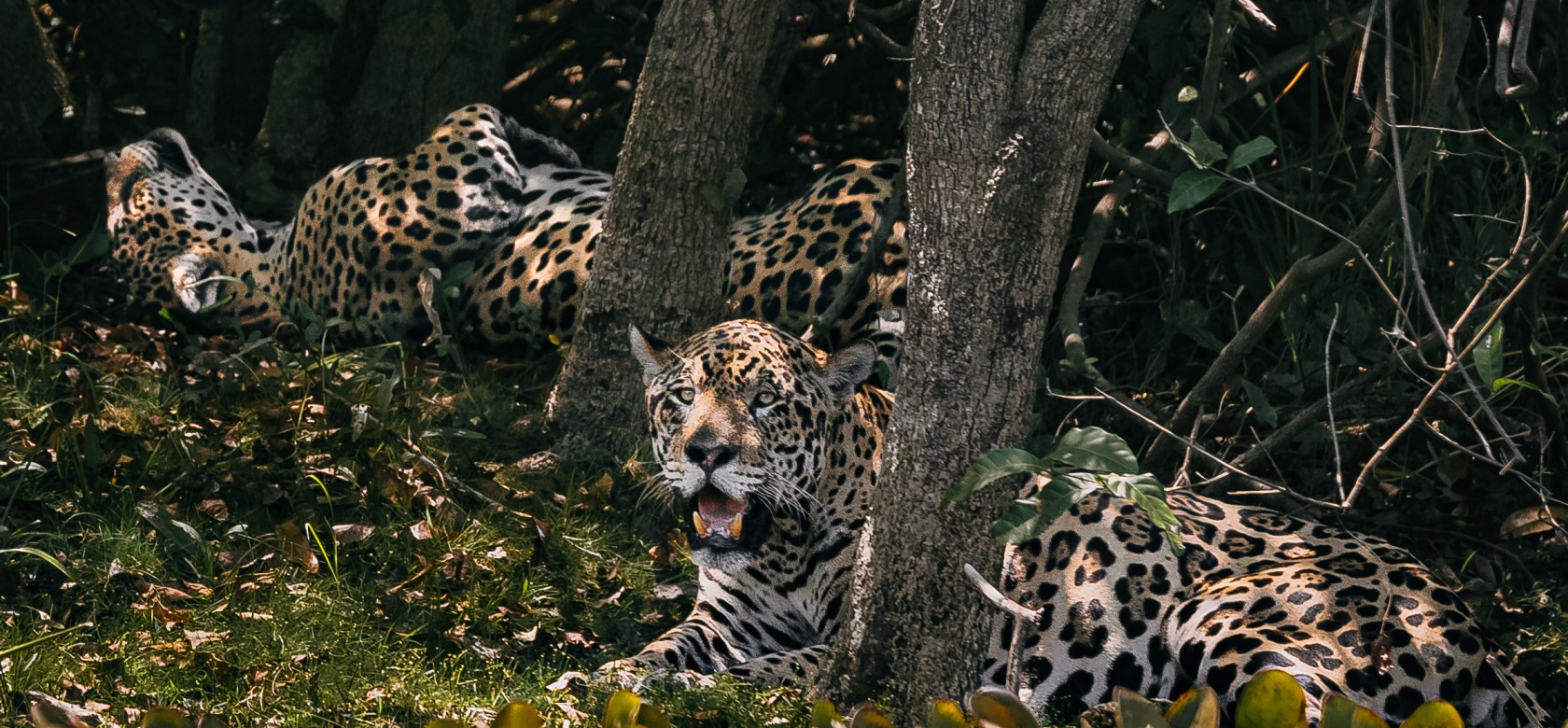 Akcja #worldwithoutnature | WWF Polska