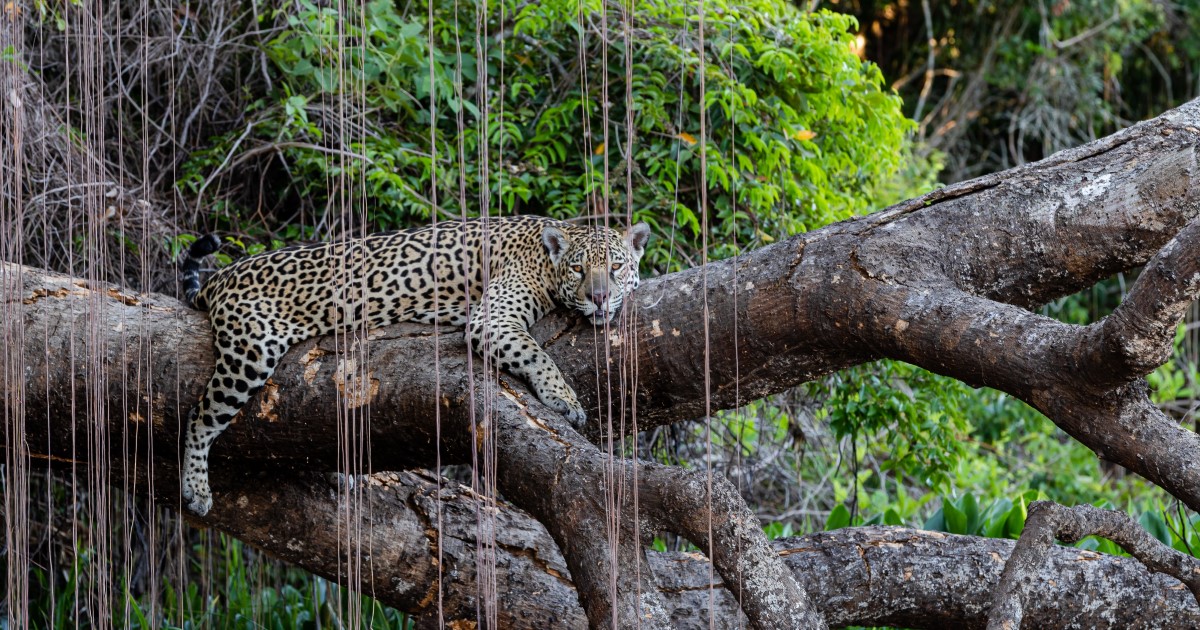 Akcja #worldwithoutnature | WWF Polska