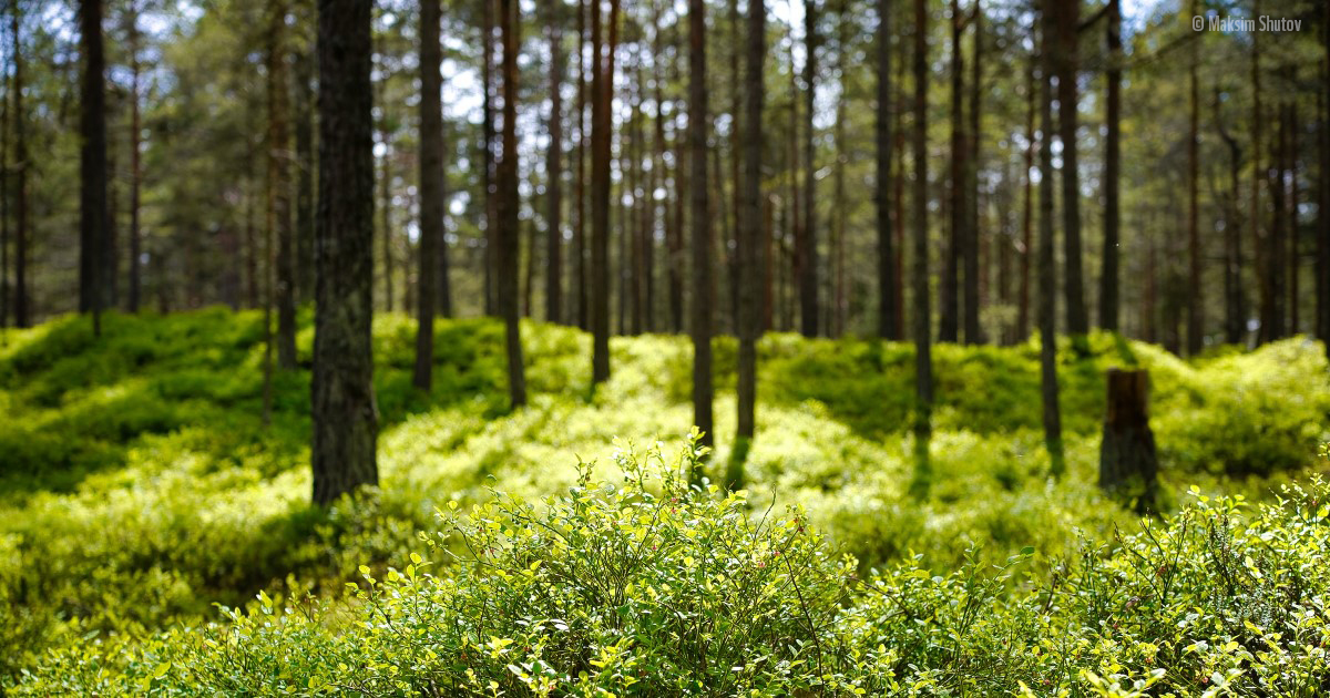 Odbudowa przyrody dla opornych – fakty i mity | WWF Polska