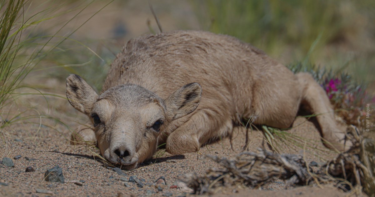 Jak wyglądają gody suhaków | WWF Polska