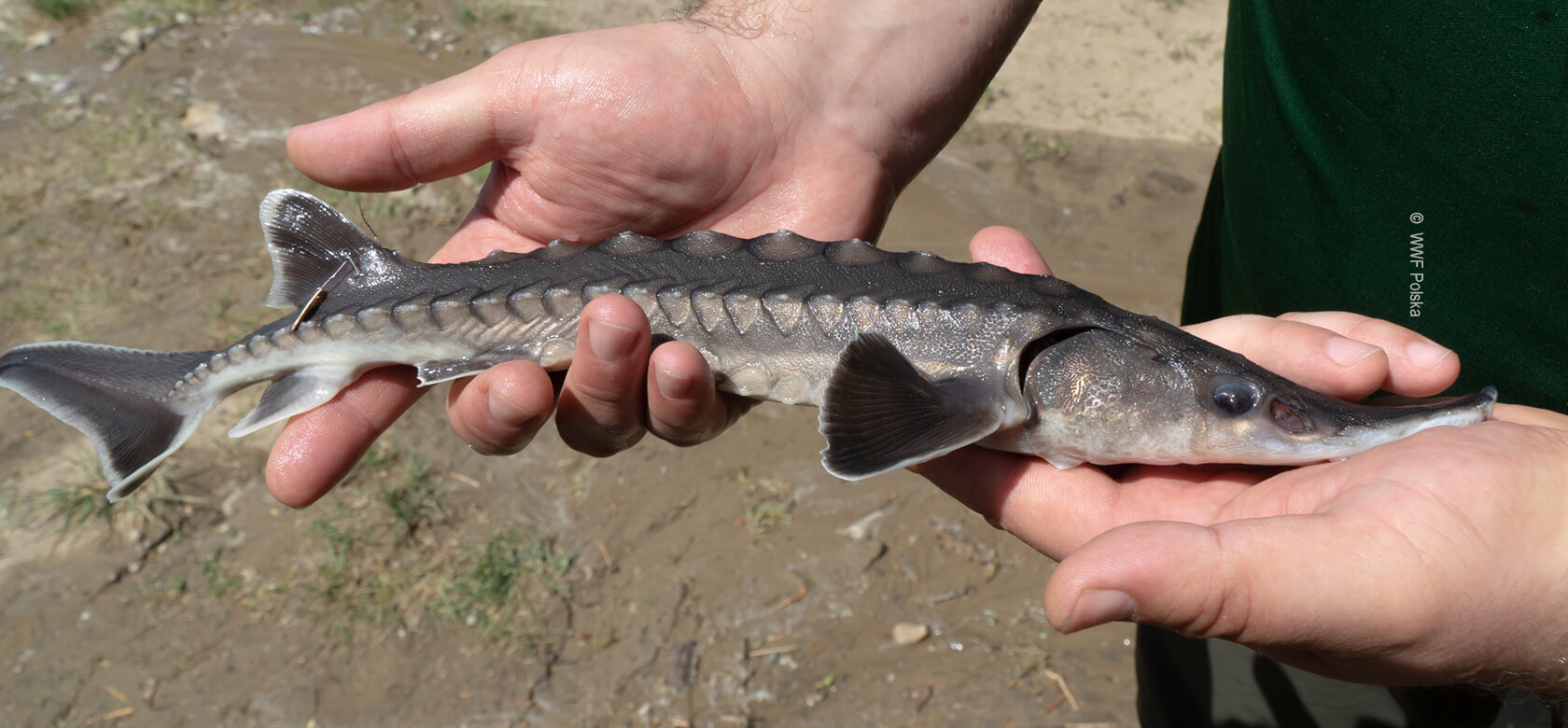 „Król Wisły i Odry” – konkurs | WWF Polska