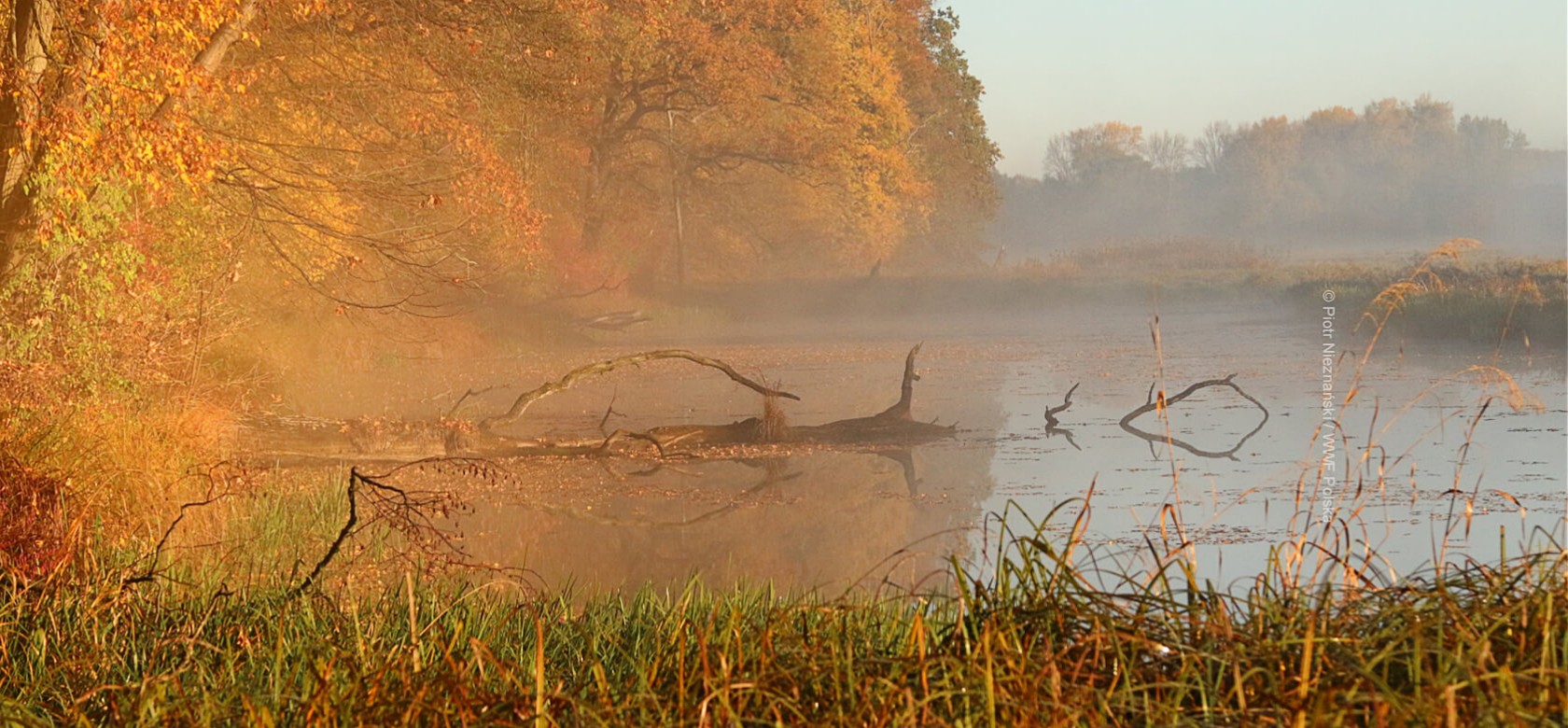 SPOO – Społeczny Plan Odbudowy Odry | WWF Polska