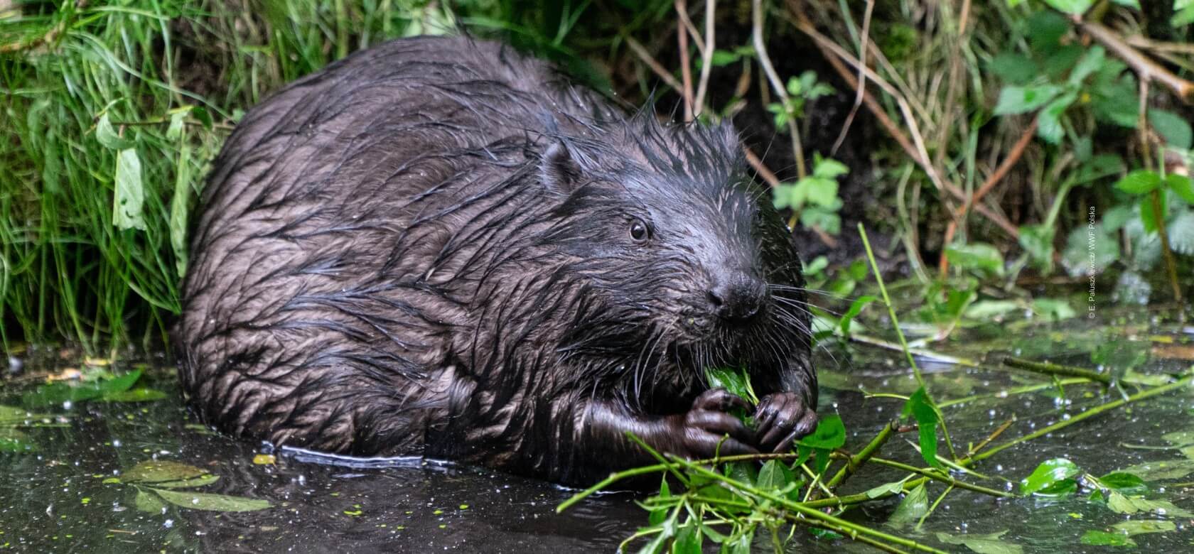 Bobrze, nie jest dobrze. | WWF Polska
