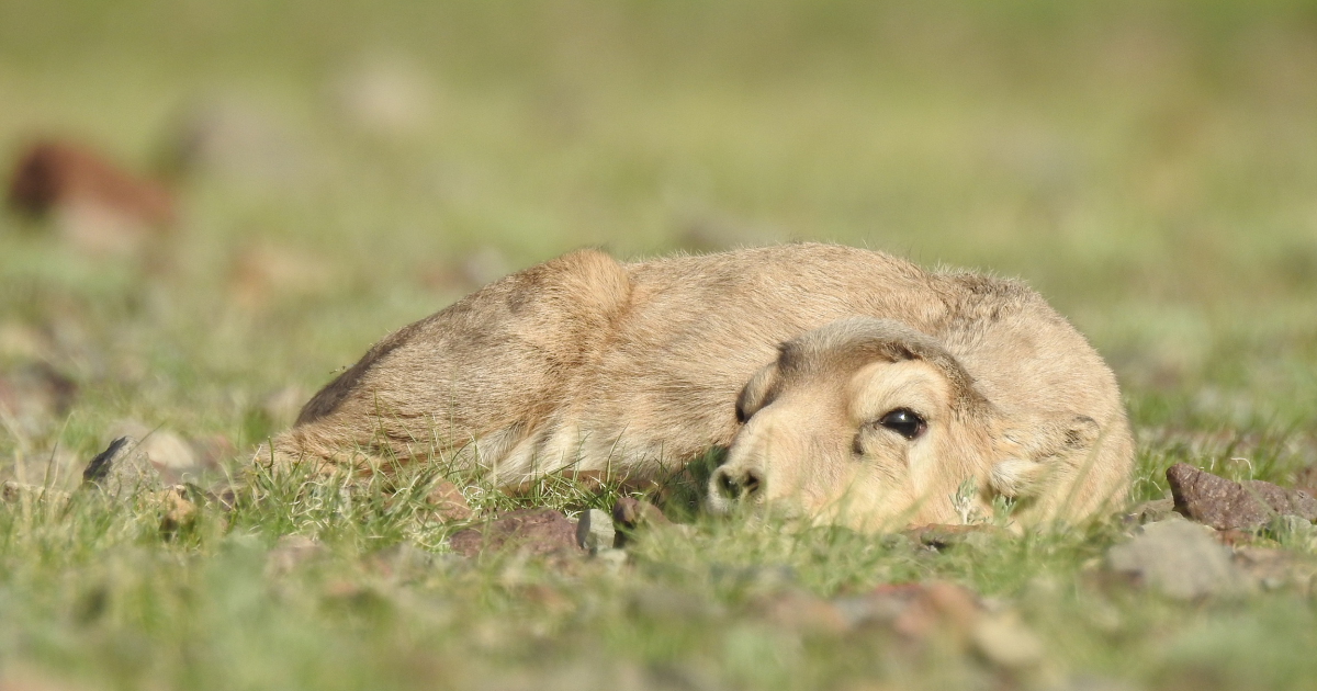 Suhak mongolski | WWF Polska